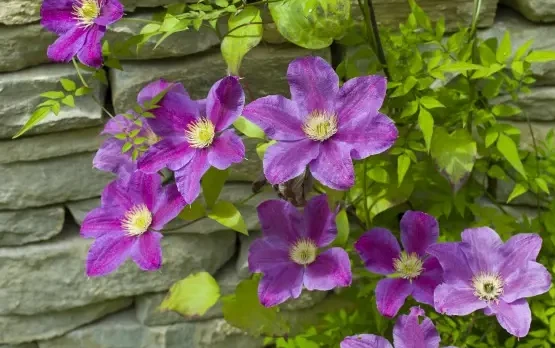 Clematis care tips for dreamy garden blooms