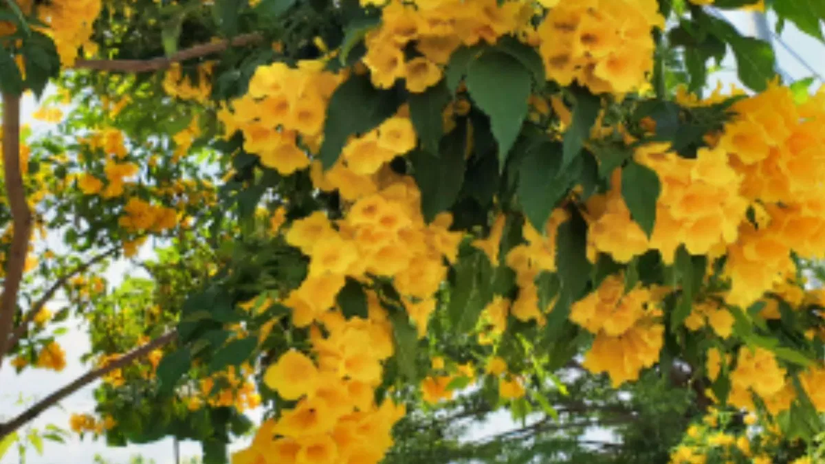 Diez mejores árboles pequeños para patios traseros en México: especies ...