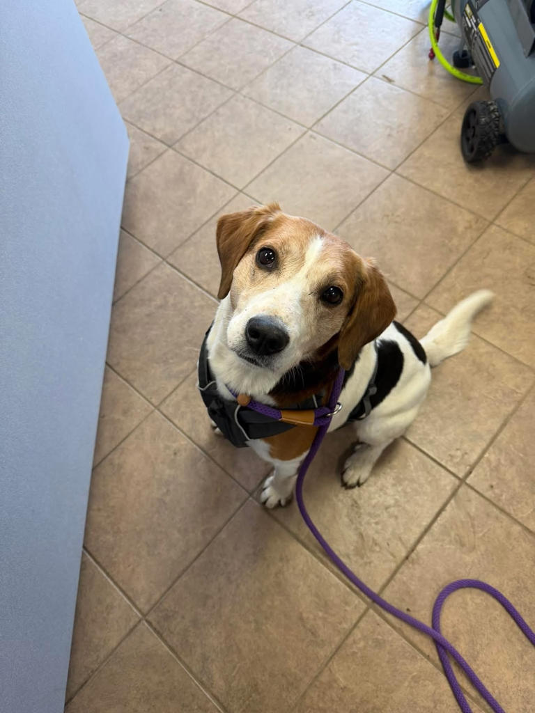 Meet Leroy, the Star's pet of the week