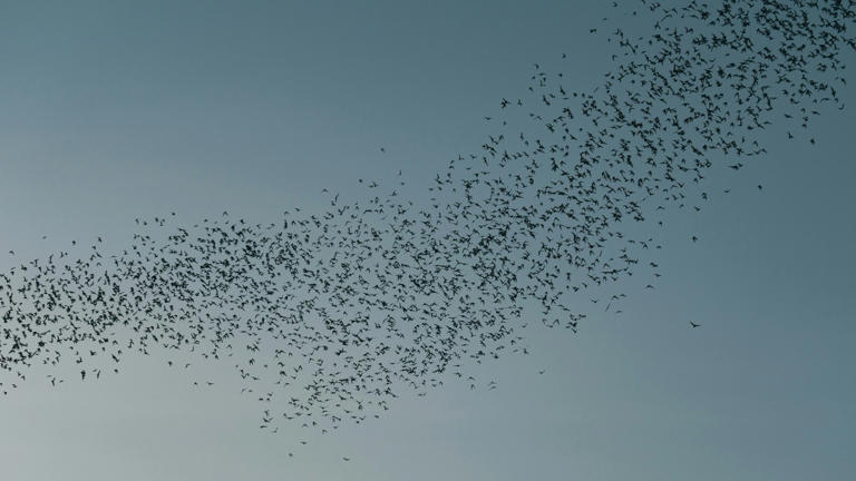Scientists just decoded how thousands of starlings wheel as one without ...