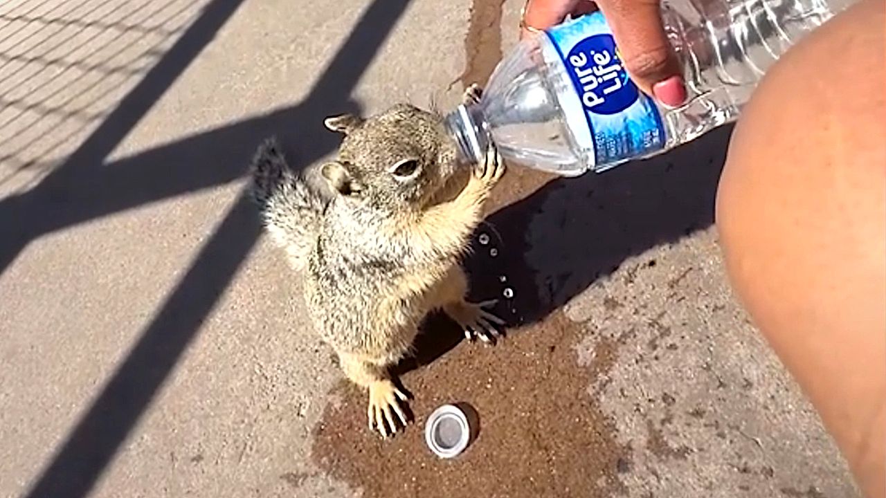 Thirsty squirrel drinks from water bottle at Grand Canyon