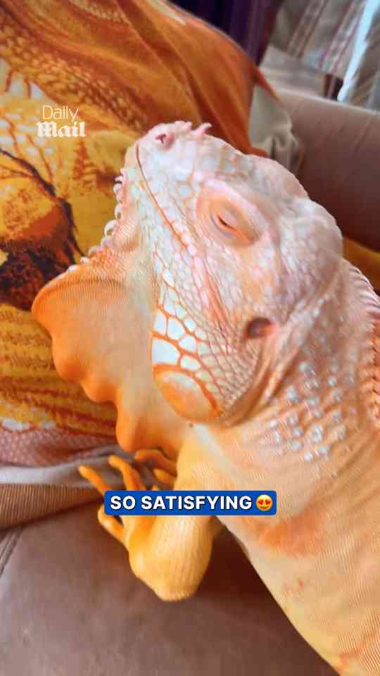 Owner helps iguana shed its skin in satisfying moment