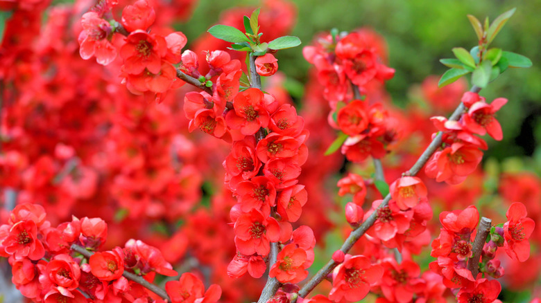 20 gorgeous shrubs with pretty red flowers that will beautify your yard