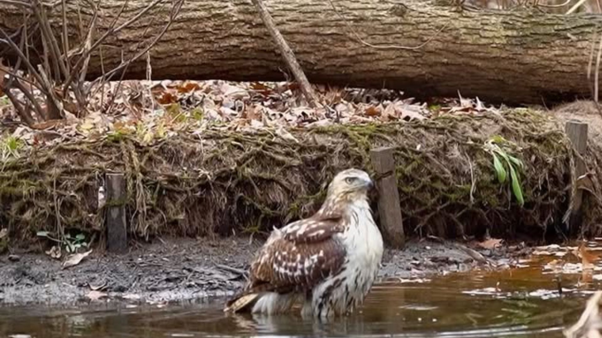 Juvenile red-tailed hawk enjoys a bath in Central Park