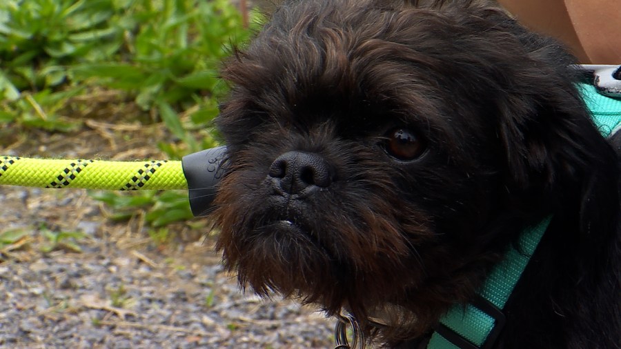 Syracuse in need of a municipal animal shelter; not meeting state ...
