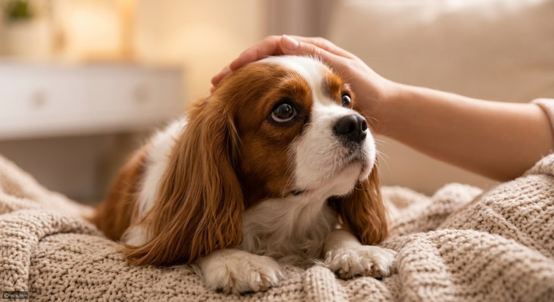 10 dogs that choose their person fast and never let go