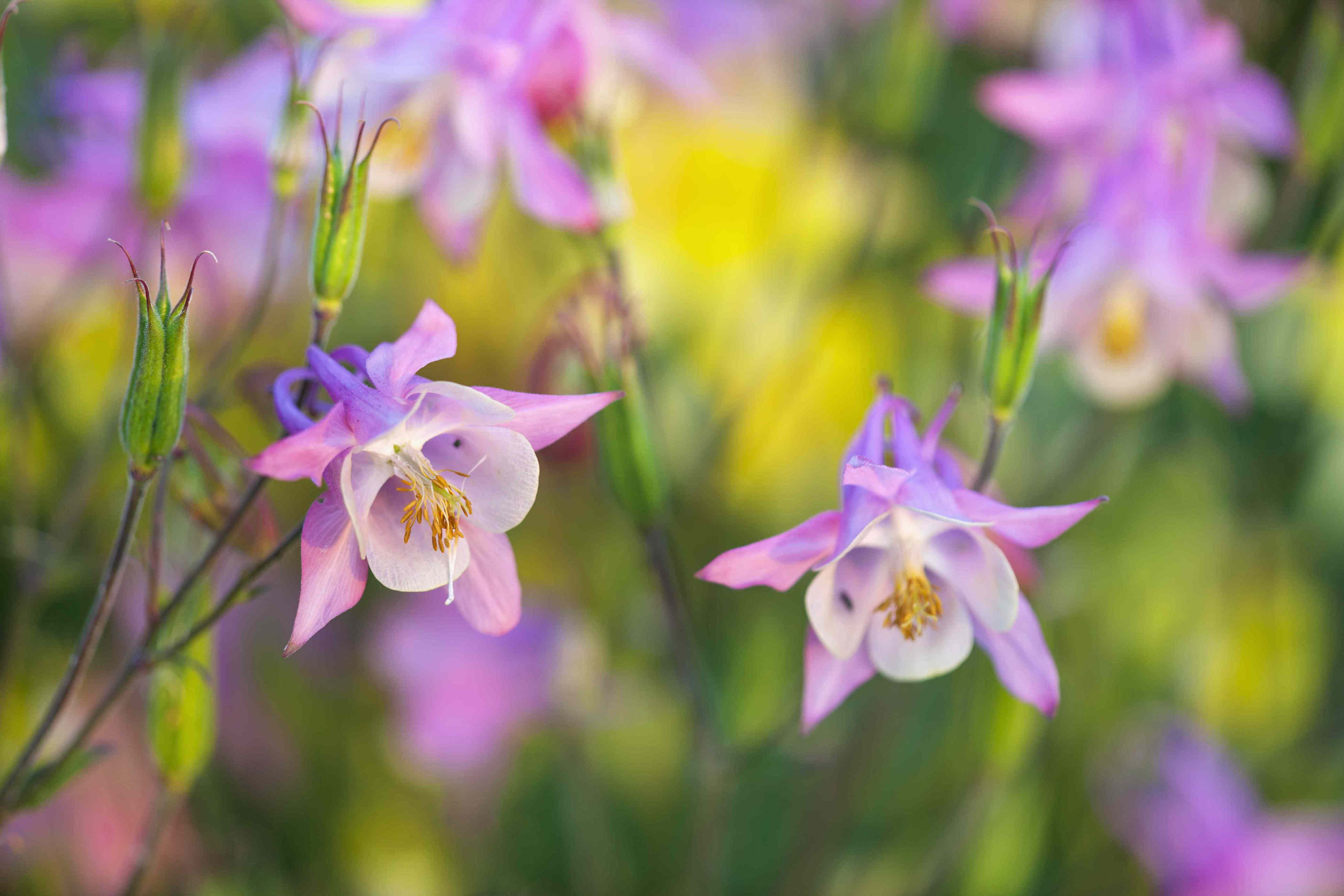 7 totally underrated fast-growing flowers to plant in your yard and ...