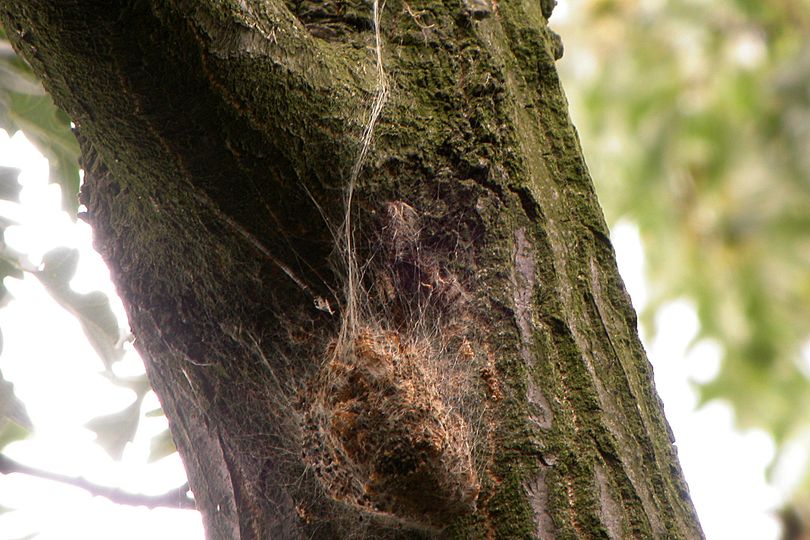 Stay clear of dangerous caterpillar warning issued by council as ...