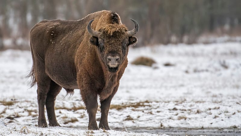 Carbon-capturing bison and bill-slashing renewables: Positive ...