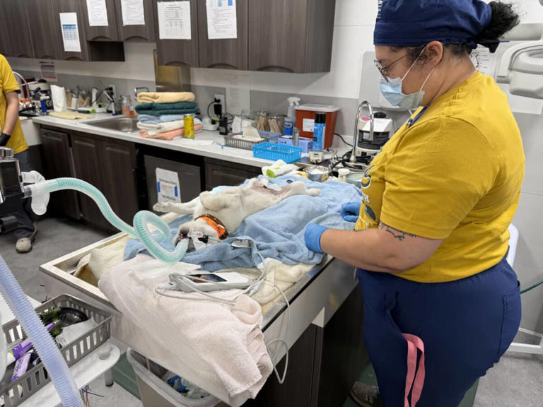 New FAAS medical center on Bay Farm Island is helping pets and their people