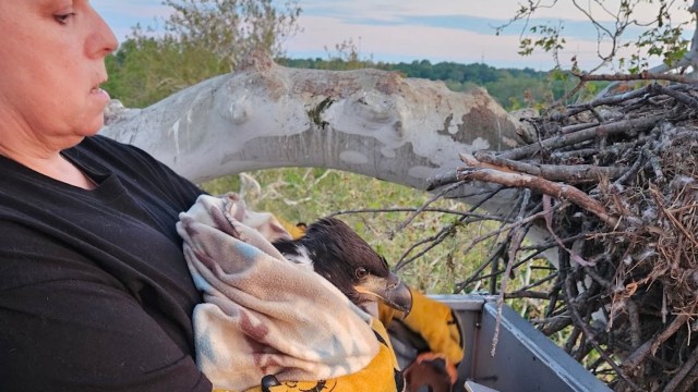 Rescuers save 3-month-old bald eagle that fell from its nest: 'The ...