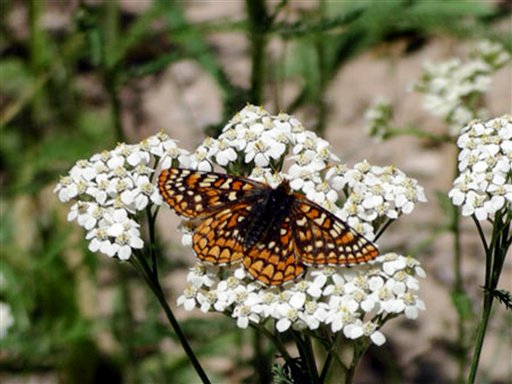 Butterfly may have just taken 'elevator to extinction'