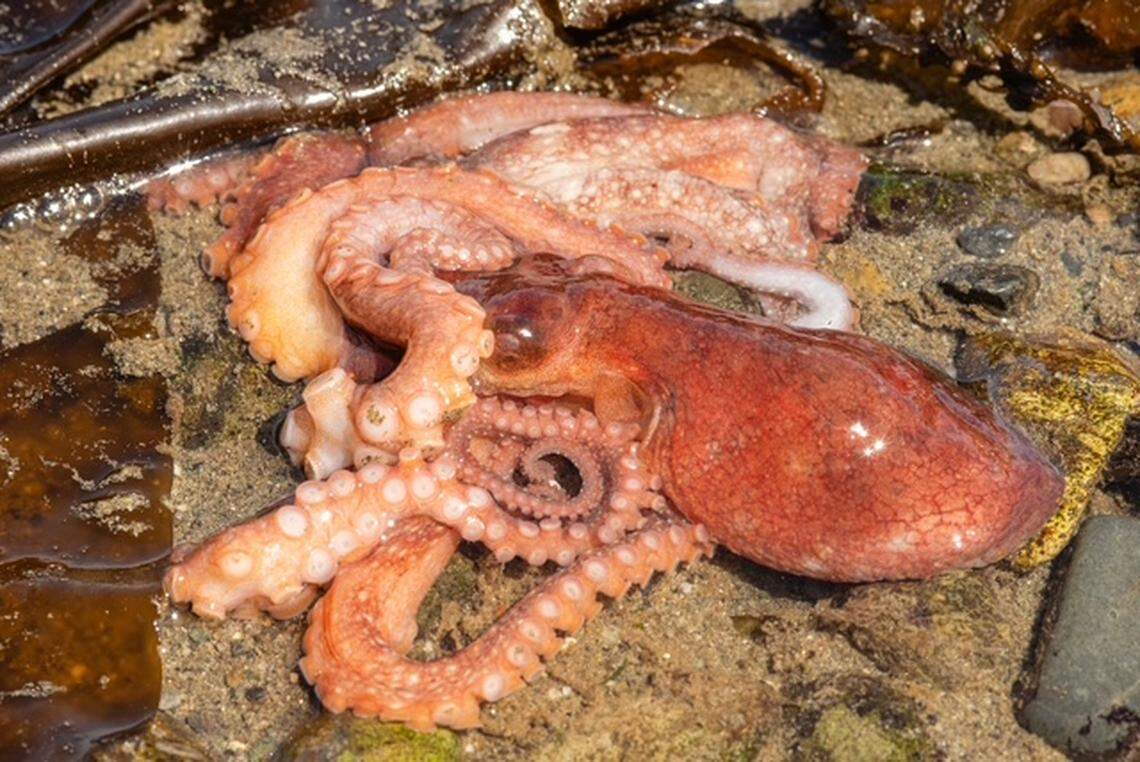 Spring tides expose octopuses in Tacoma. Here's what to do if you see one