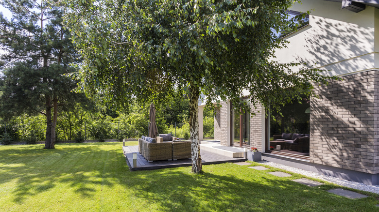 11 trees that grow well in shade and don't need a lot of extra maintenance
