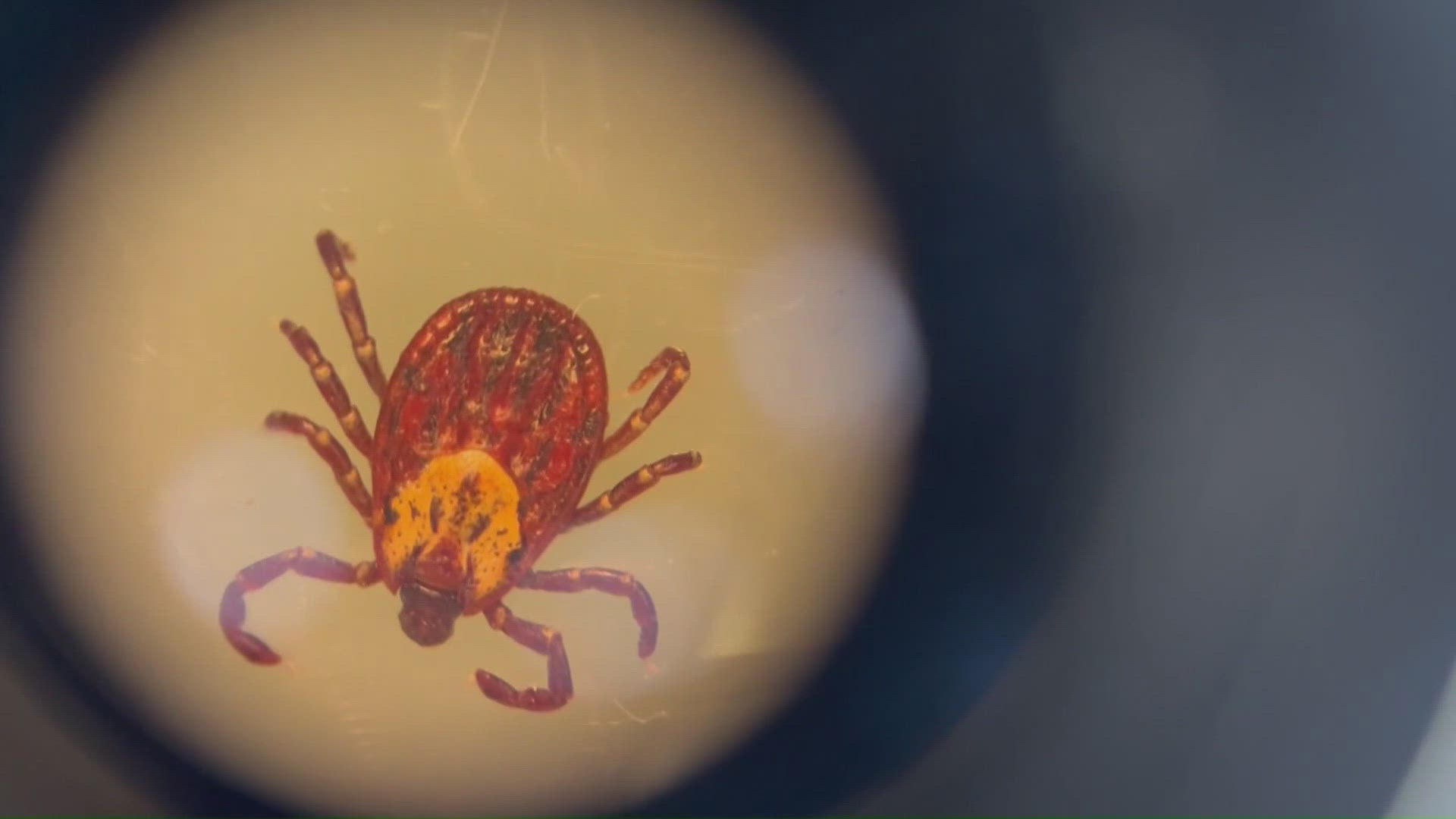 Study: Over half of Wisconsin deer ticks carry Lyme disease pathogen