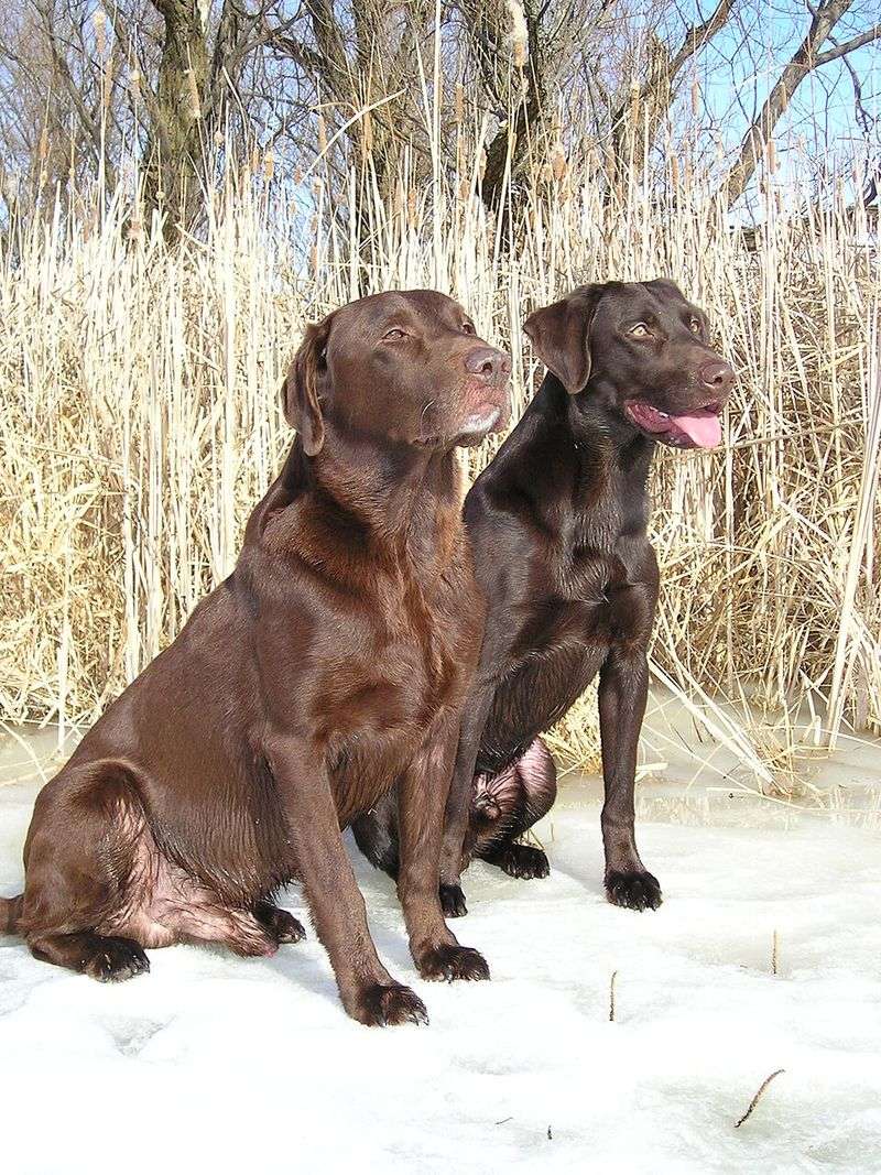 13 deeply attached dog breeds that bond so hard it changes daily life