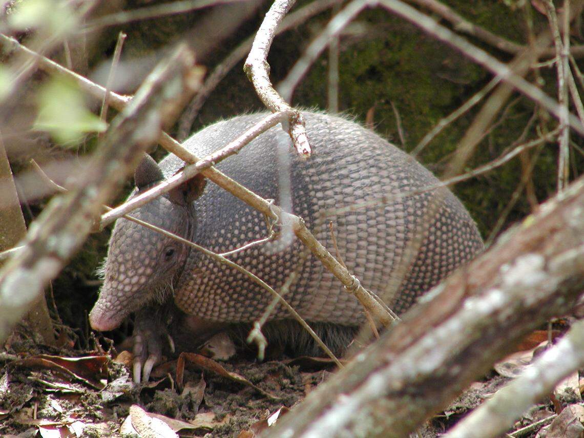 GA armadillos can carry leprosy. Here's how to protect your home and yard