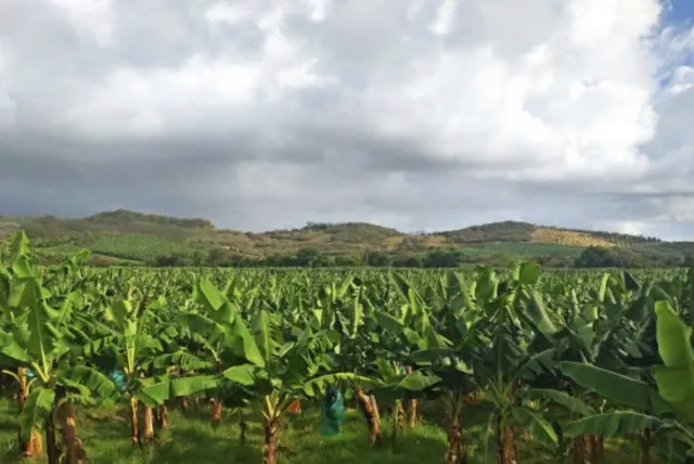 Banano colombiano activa escudo contra el Fusarium R4T para blindar ...