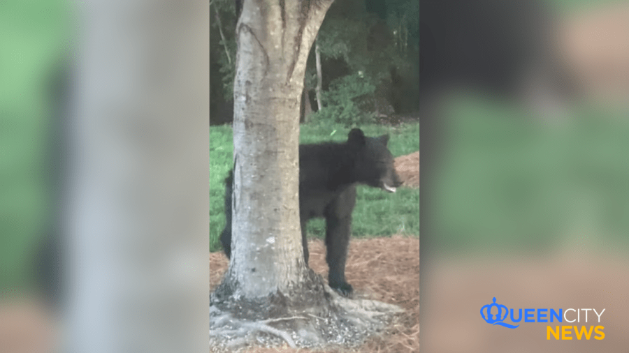 Video: Black bear seen roaming northeast Charlotte neighborhood