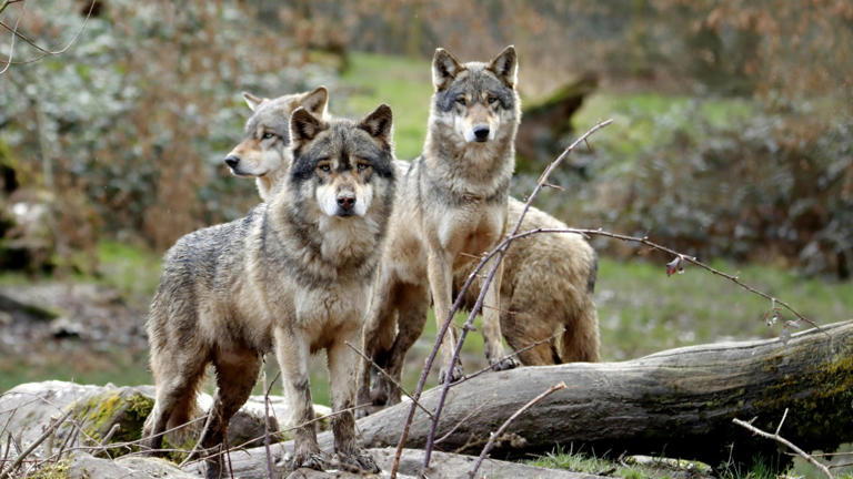 Gray wolves are quietly expanding their range to steer clear of humans ...