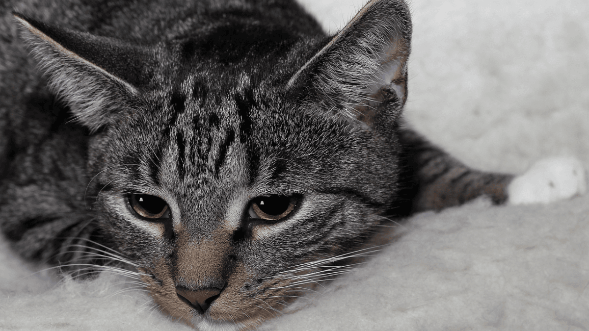 Signs your cat is hiding something: 15 health problems that can get ...