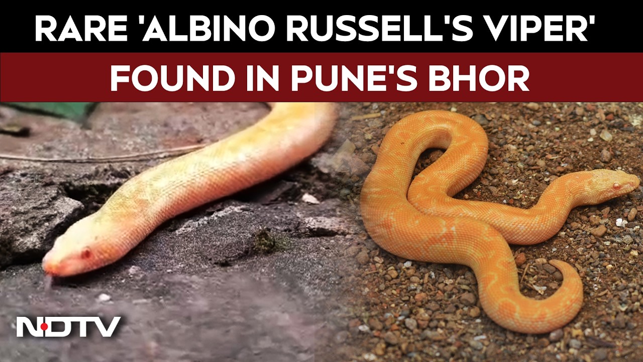 Rare 'albino Russell's viper' found in Pune's Bhor