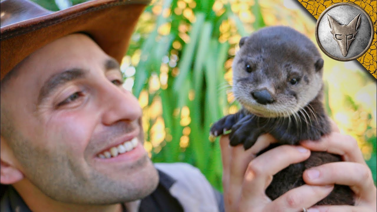 Coyote Peterson comes face to face with the world's cutest baby otter