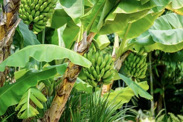 Banano colombiano activa escudo contra el Fusarium R4T para blindar ...