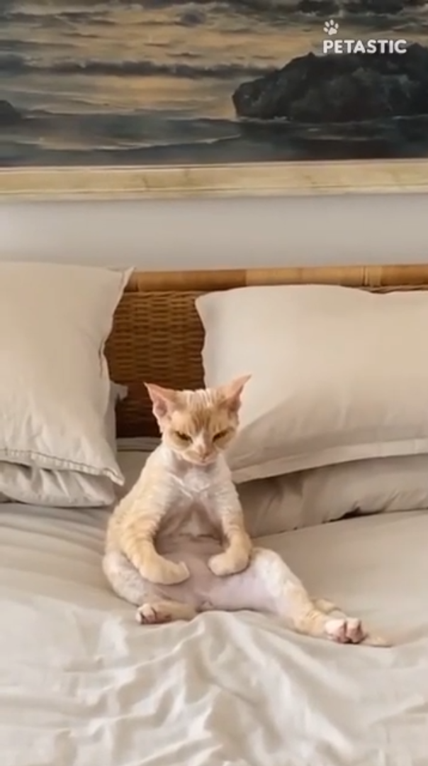 Cats being goofy you have to see!