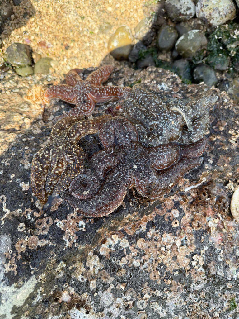 Spring tides expose octopuses in Tacoma. Here's what to do if you see one