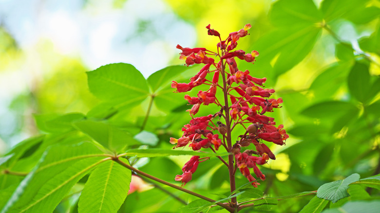 20 gorgeous shrubs with pretty red flowers that will beautify your yard