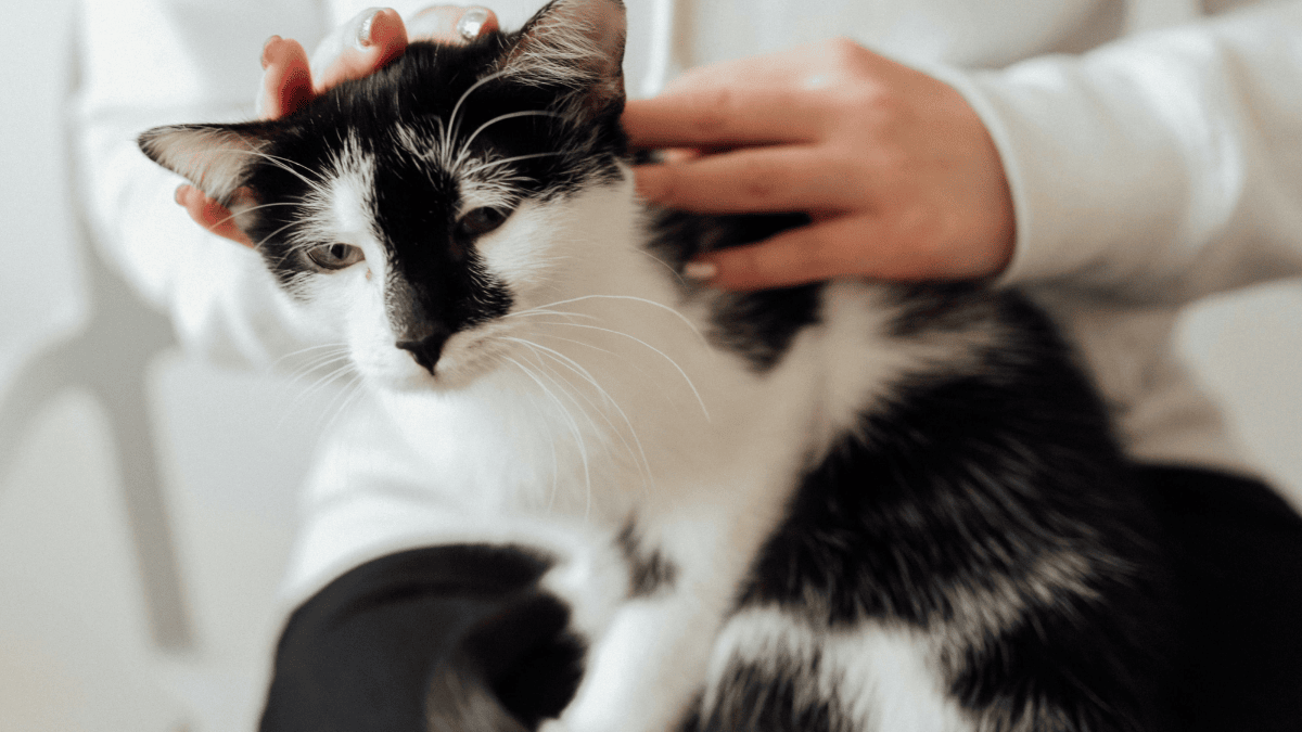 8 weird things your cat does that actually mean "I love you"