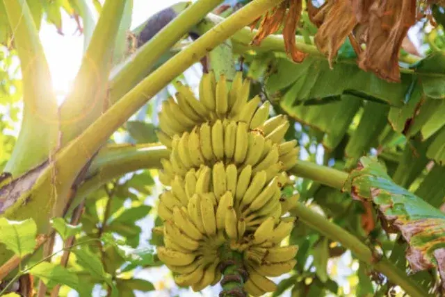 Banano colombiano activa escudo contra el Fusarium R4T para blindar ...