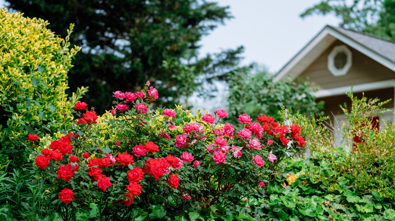 20 gorgeous shrubs with pretty red flowers that will beautify your yard
