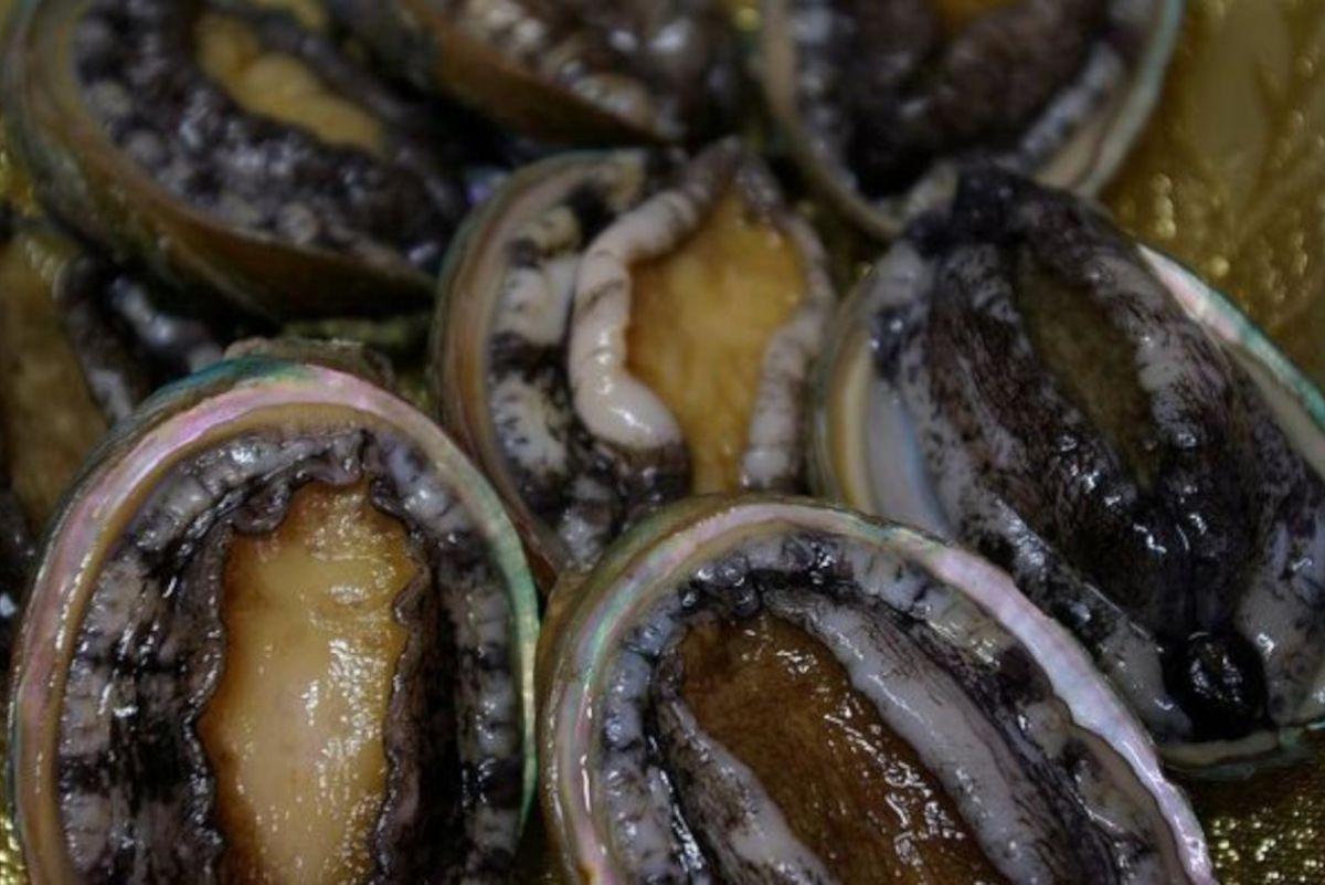 Poachers bust: Over R1.6m worth of abalone seized in Western Cape crackdown
