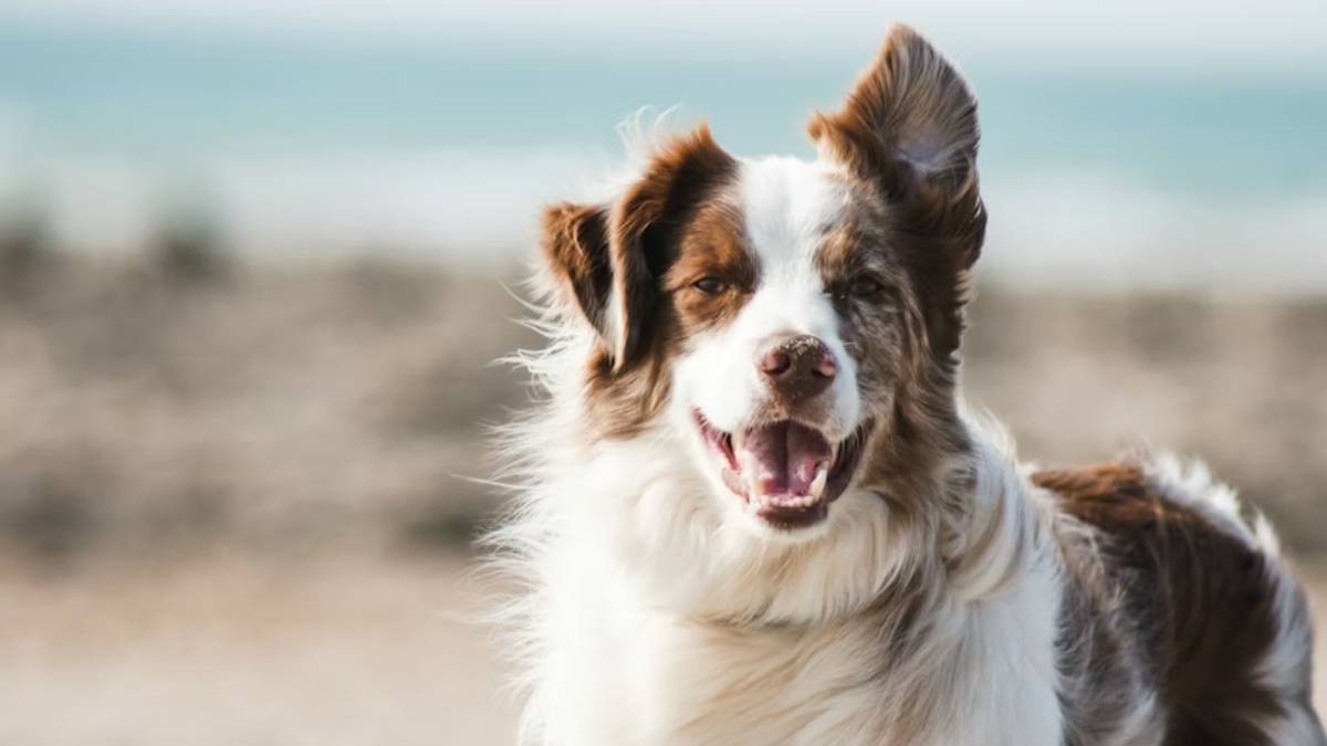 Pet owners share 7 secrets for keeping pets looking clean, healthy, and ...