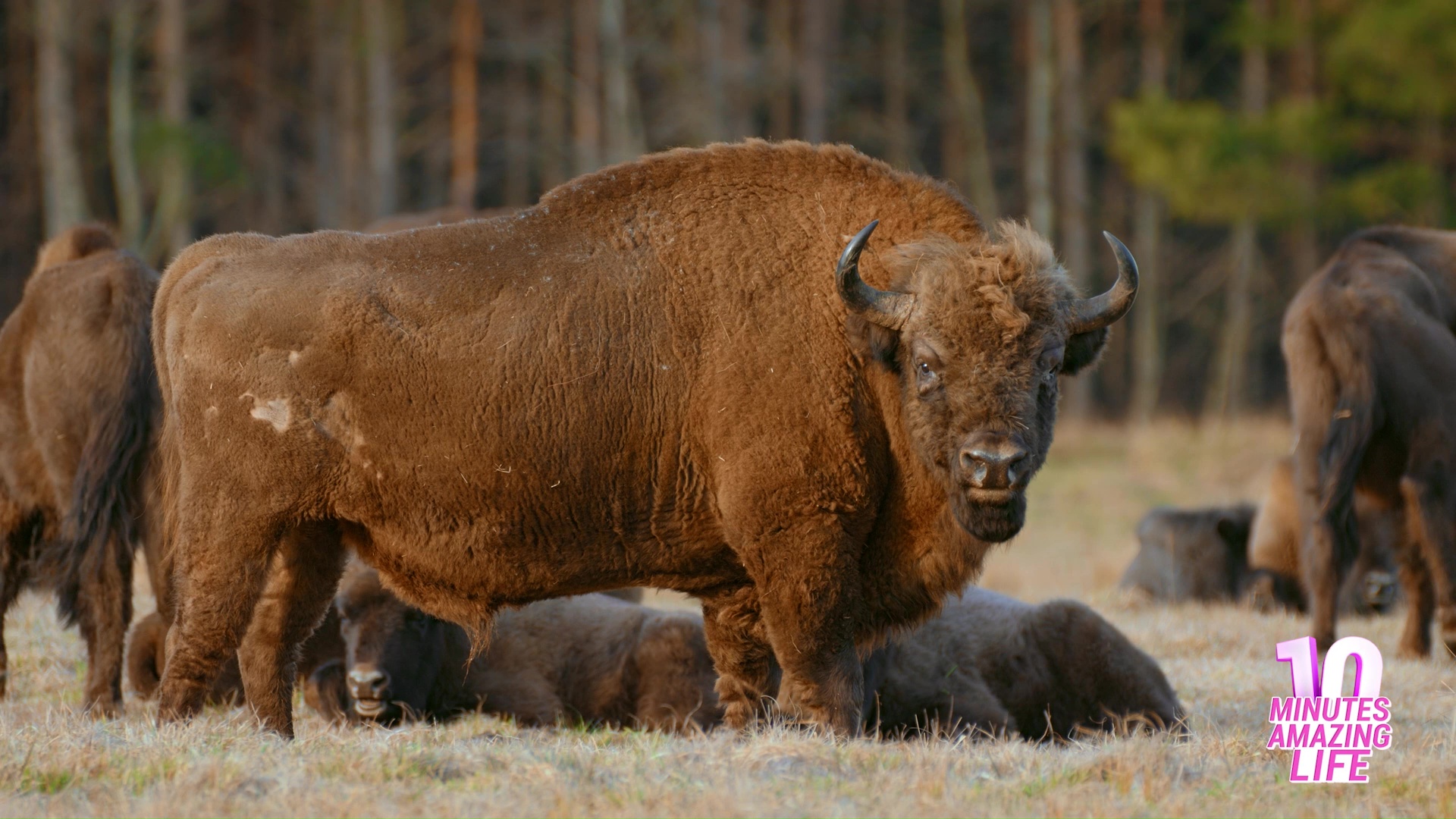 Massive bison standing strong while guarding nearby herd members