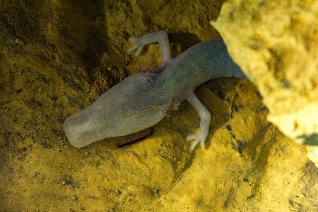 Strange creatures hidden deep beneath Texas