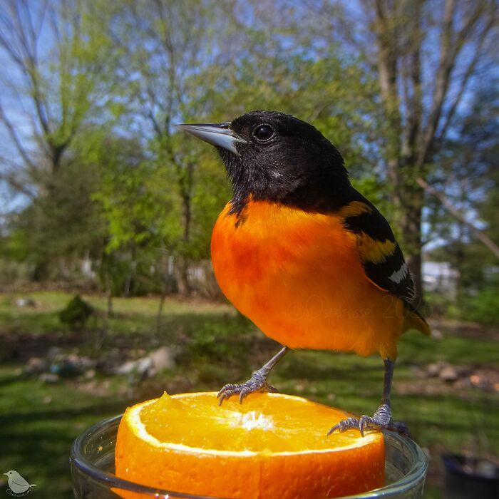 30 new pics from a camera set up on a backyard bird feeder