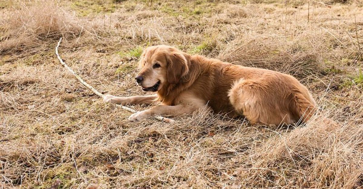 These 14 dogs may not be overly clingy, but their love runs deep