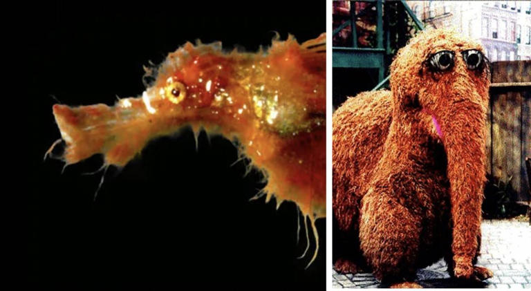 New ghostfish specie named after beloved Muppet