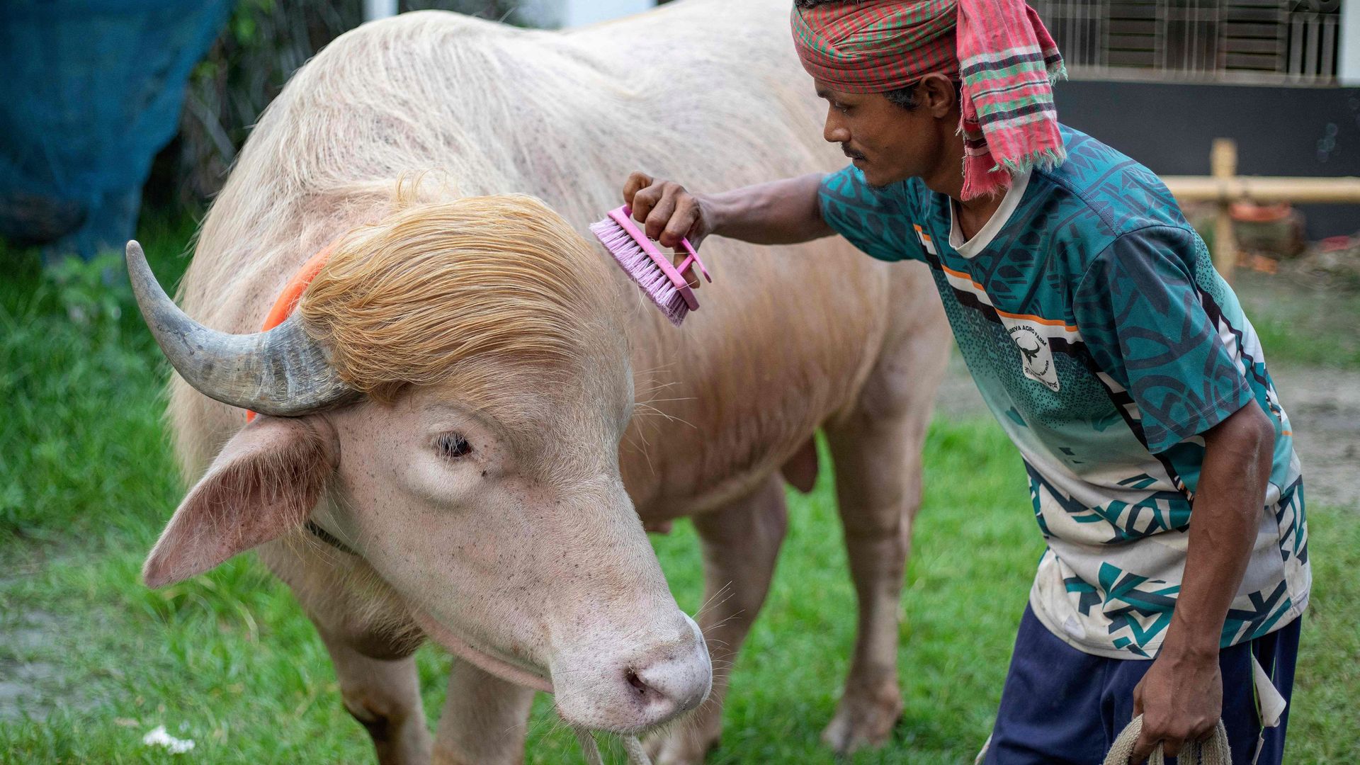 »Donald Trump« in Bangladesch: Albino-Bulle wird zum Internetstar