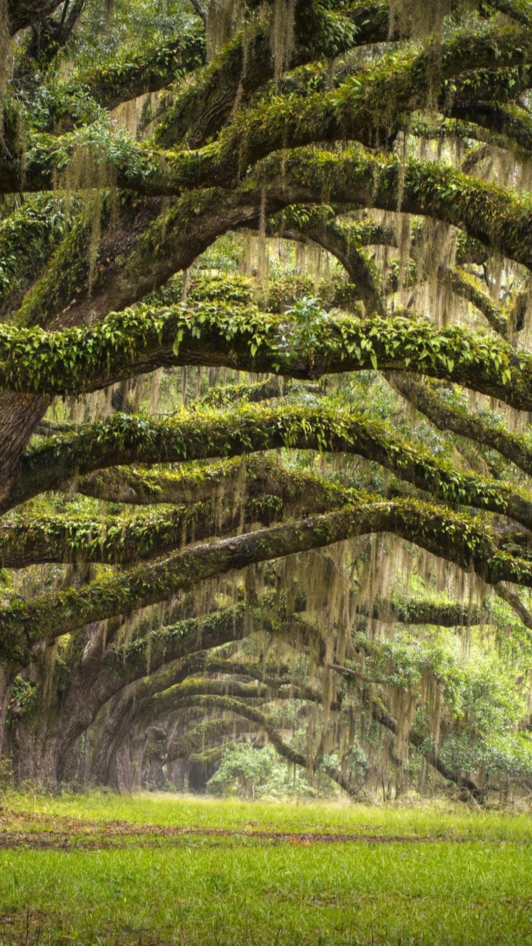 Charleston: effortlessly romantic for four centuries