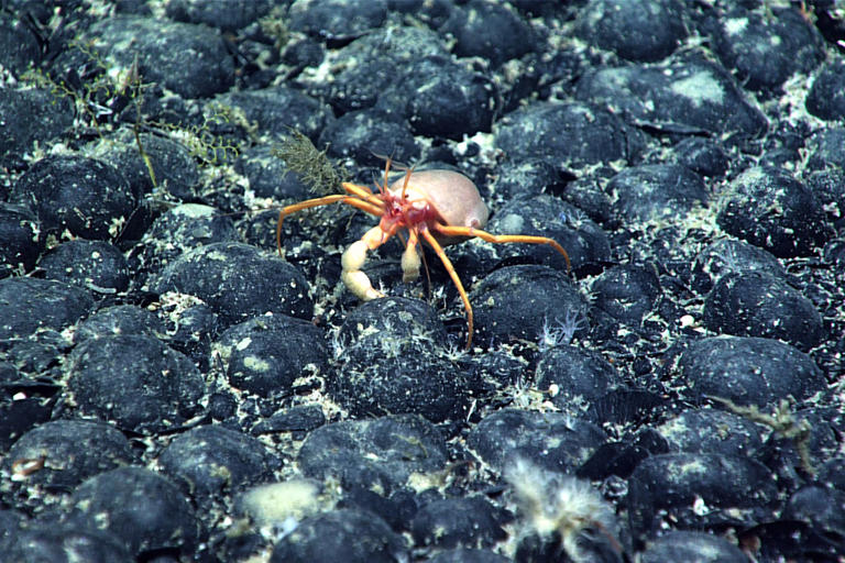 Companies join a deep-sea mining rush after Trump executive order, as ...