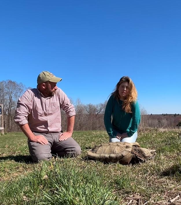 Watch: Alligator snapping turtle found in Massachusetts pond