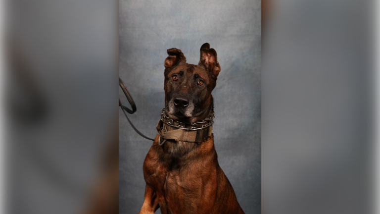 Rankin County K-9 experiences medical emergency during escapee search