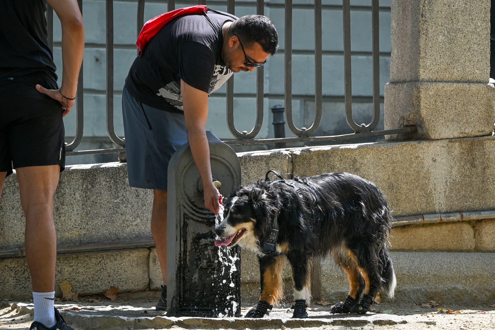 Fortes chaleurs : comment aider vos animaux de compagnie à supporter ...