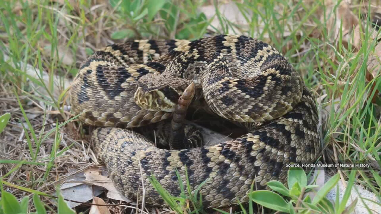 Florida residents warned to stay safe as snake activity increases