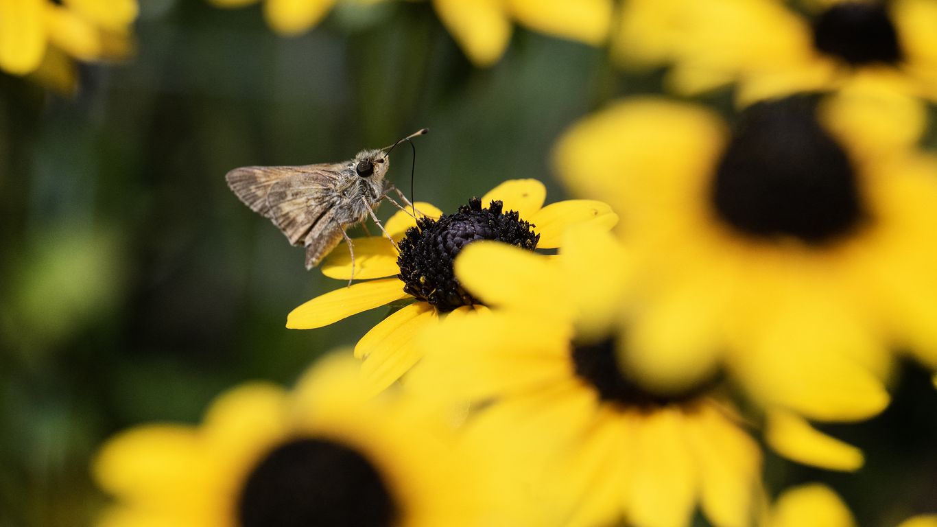 Why chaos gardening with native plants is taking over Massachusetts yards