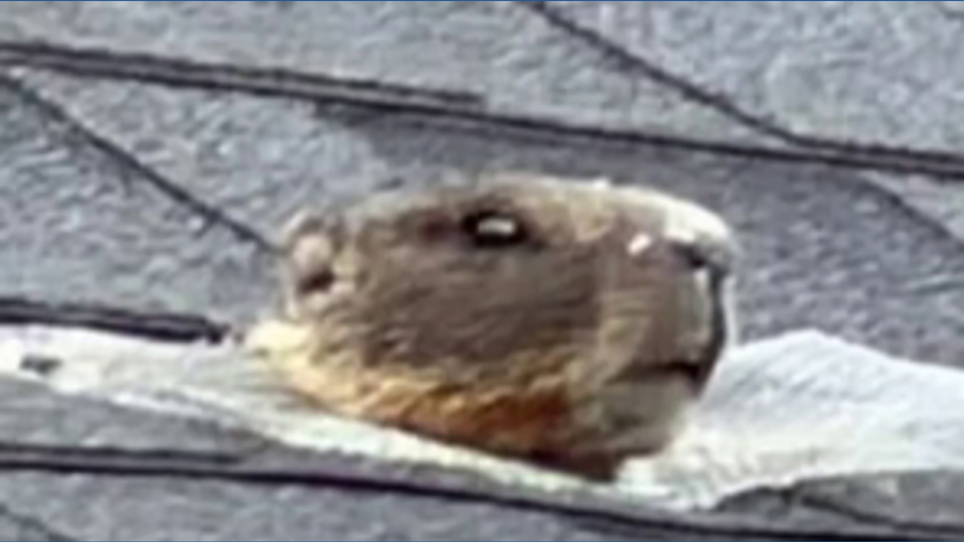 Silly marmot found with head sticking out of Spokane home
